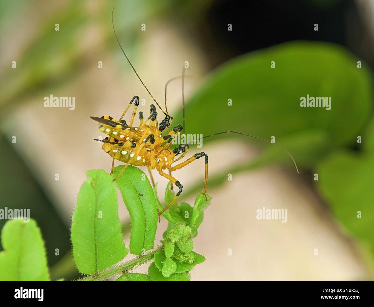 Assassin bug Harpactorinae mating on a green leaf with blur background ...