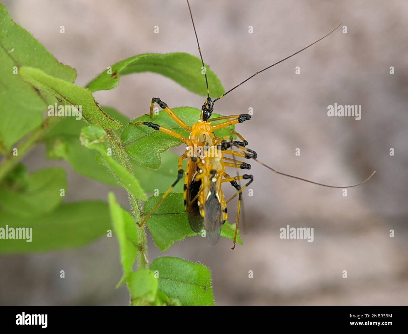 Assassin bug Harpactorinae mating on a green leaf with blur background ...