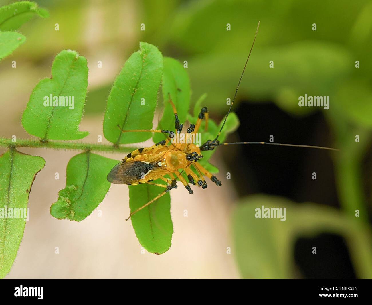 Assassin bug Harpactorinae mating on a green leaf with blur background ...