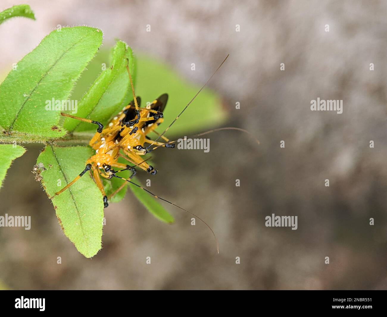 Assassin bug Harpactorinae mating on a green leaf with blur background ...