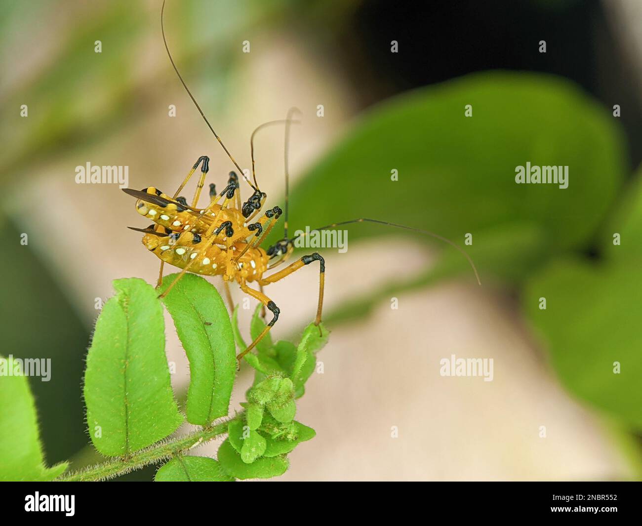 Assassin bug Harpactorinae mating on a green leaf with blur background ...