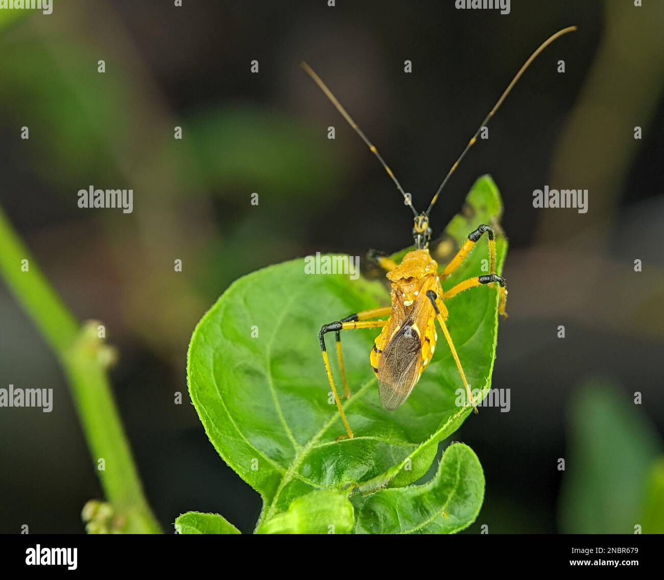 Assassin Bug .The Harpactorinae are a large subfamily of the Reduviidae ...