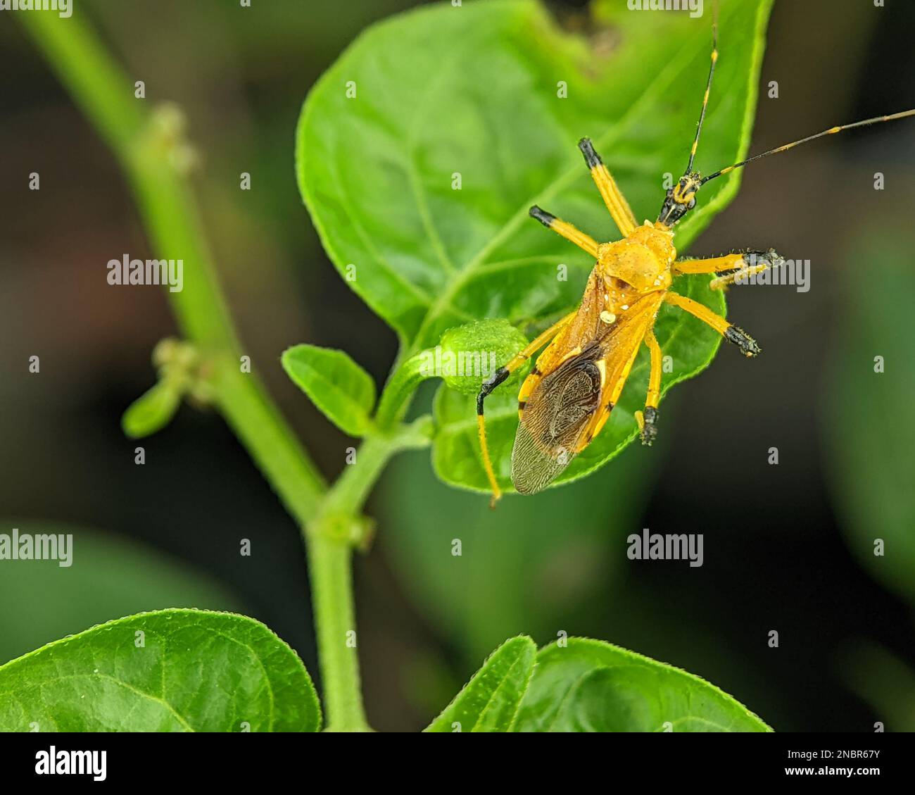 Assassin Bug .The Harpactorinae are a large subfamily of the Reduviidae ...