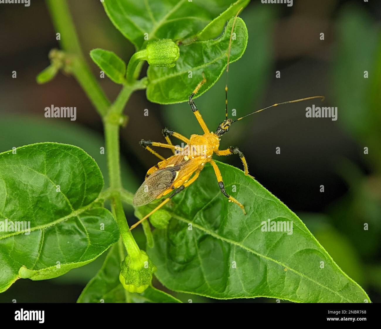 Assassin Bug .The Harpactorinae are a large subfamily of the Reduviidae ...