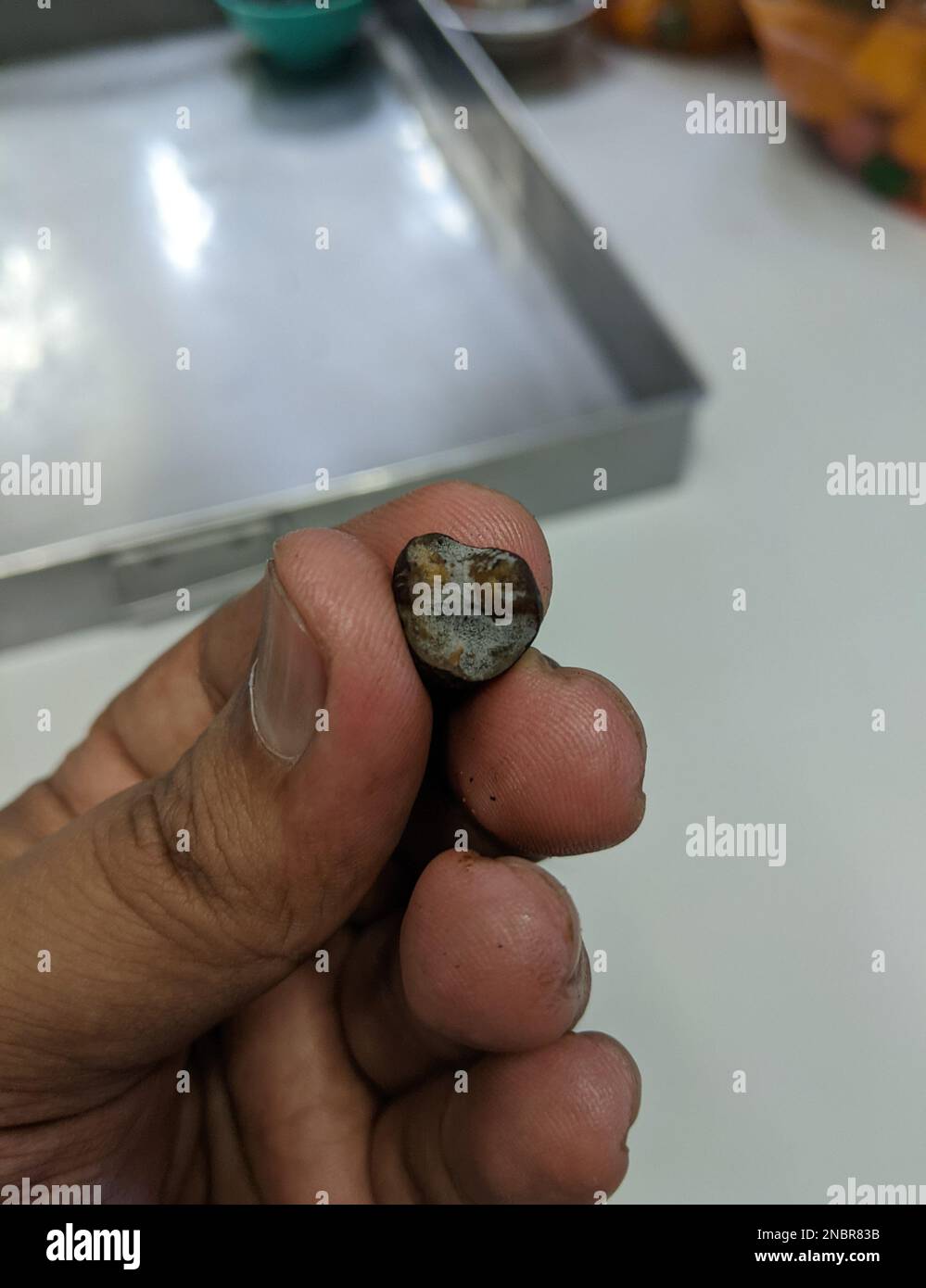 The hand of someone who is holding a moldy kernal seed Stock Photo - Alamy