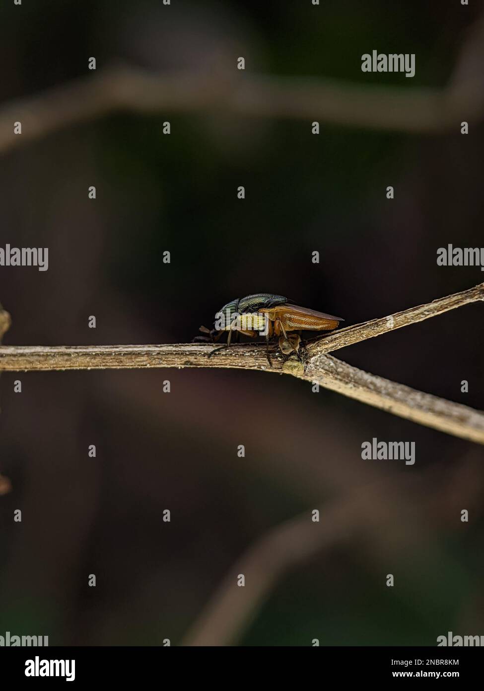 Stomorhina lunata is a species of fly in the family Rhiniidae Stock ...