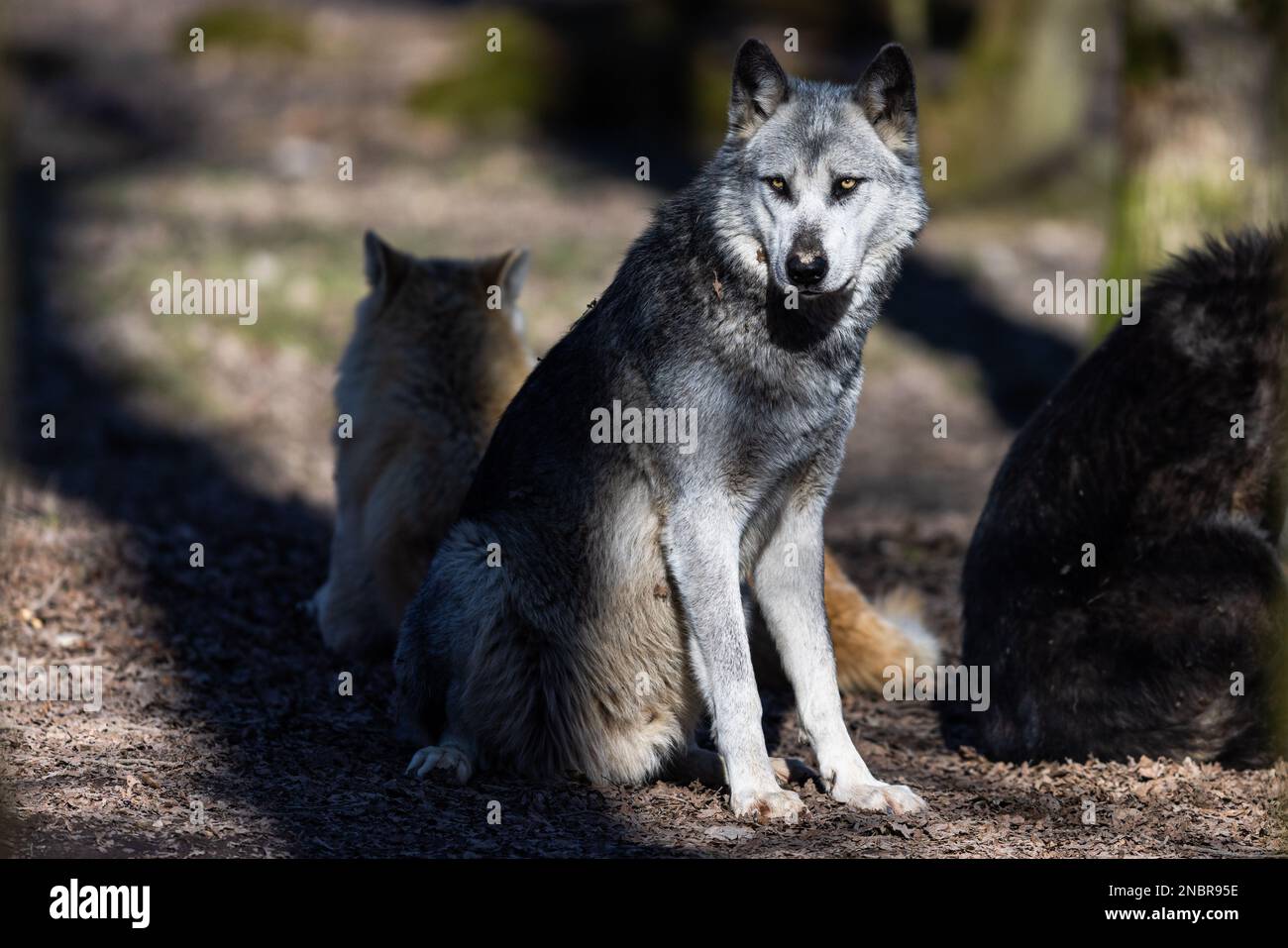 Timberwolf canis lupus lycaon in snow hi-res stock photography and ...