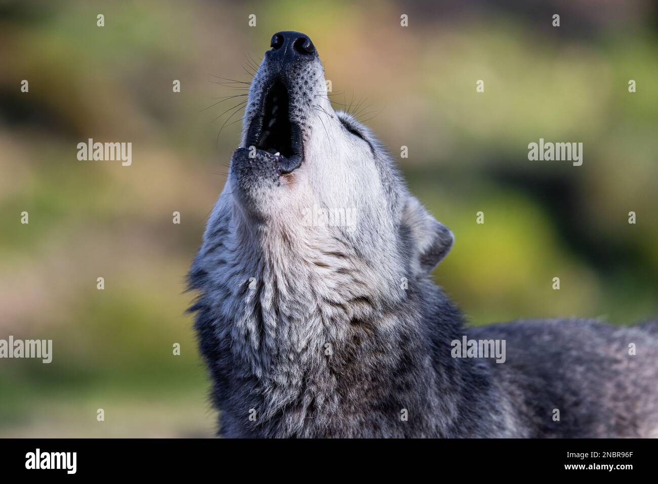 Timberwolf canis lupus lycaon in snow hi-res stock photography and ...