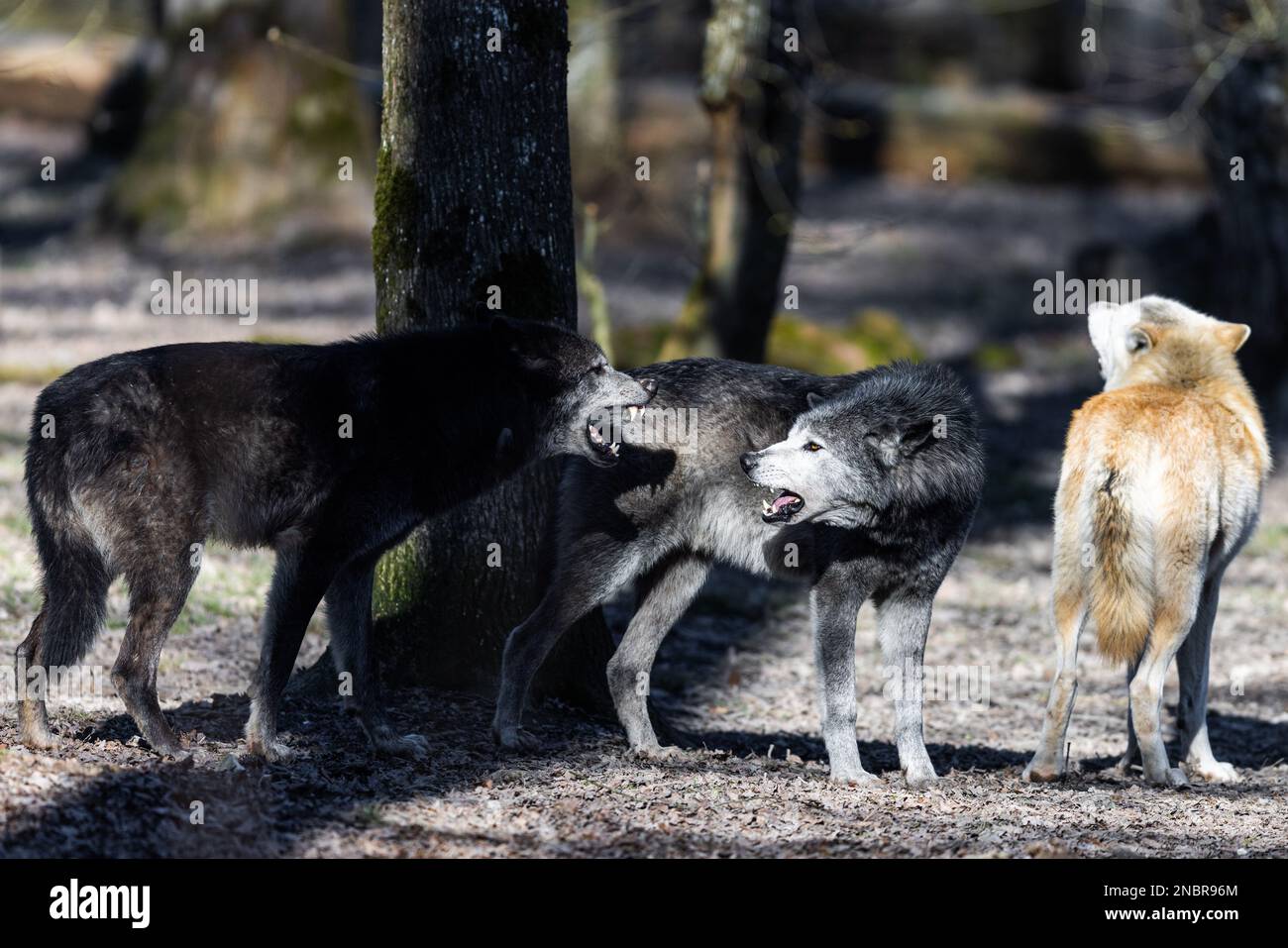 Potrait of a timberwolf family in the forest Stock Photo - Alamy