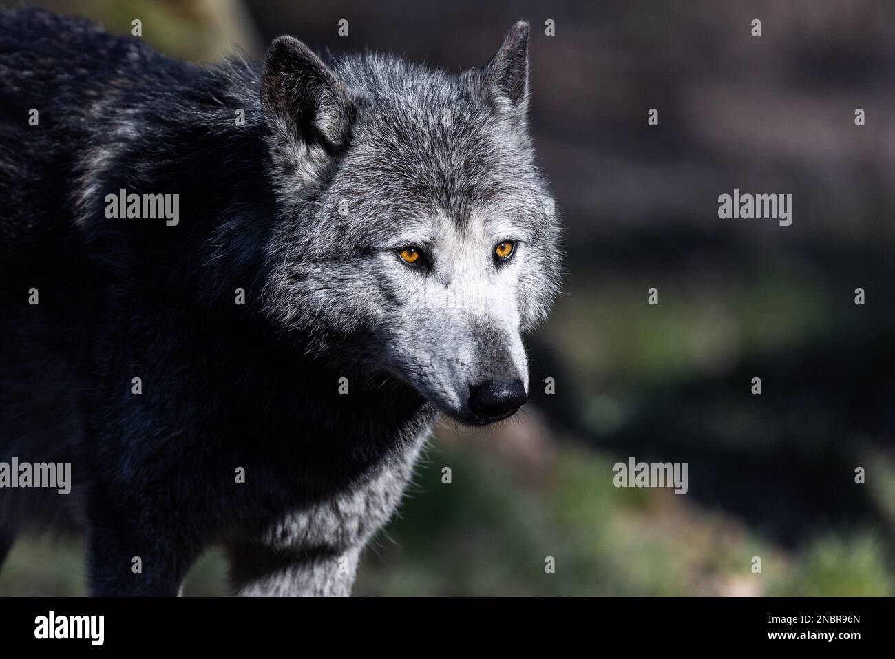 Timberwolf canis lupus lycaon in snow hi-res stock photography and ...