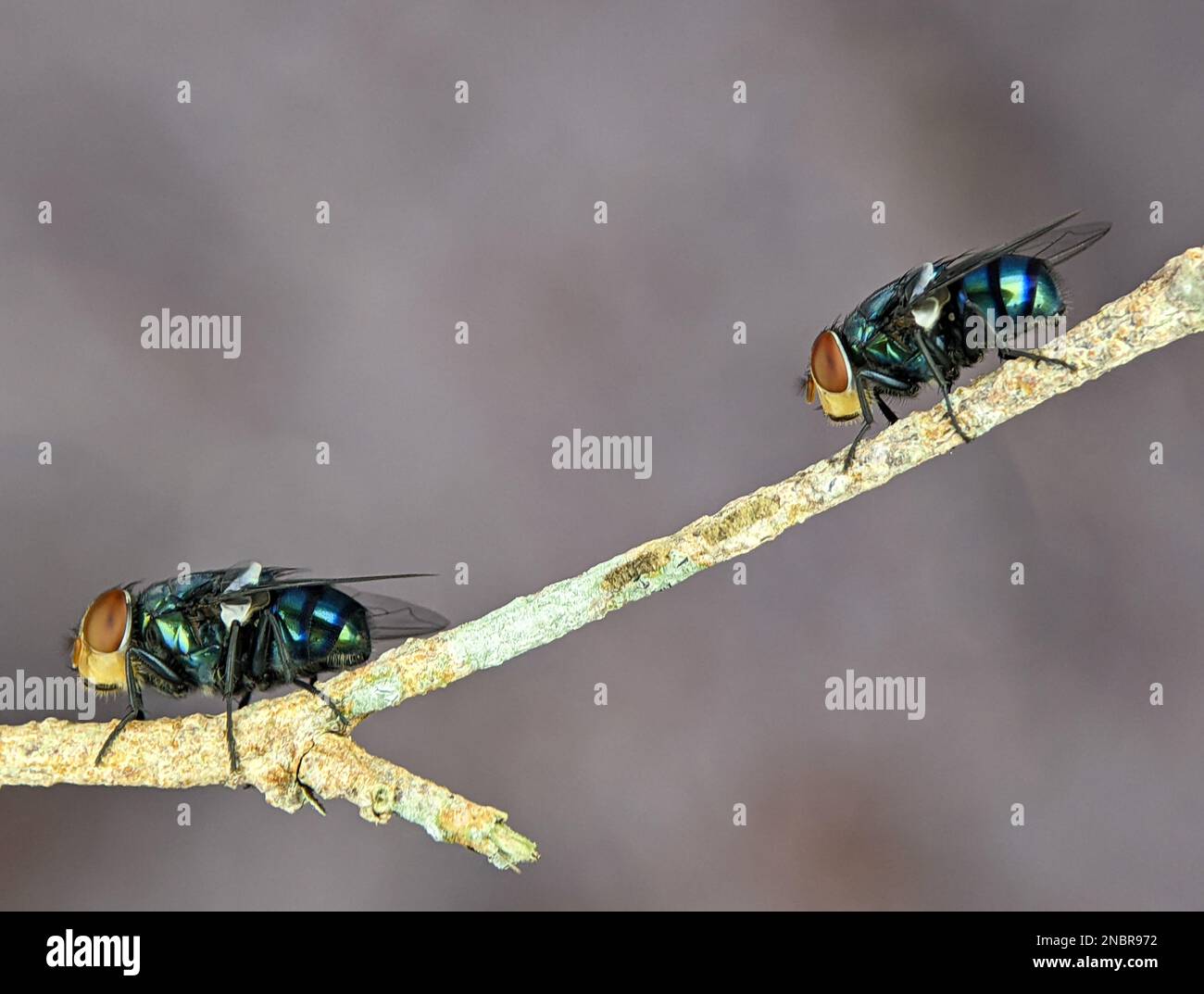 The common green bottle fly is a blowfly found in most areas of the ...