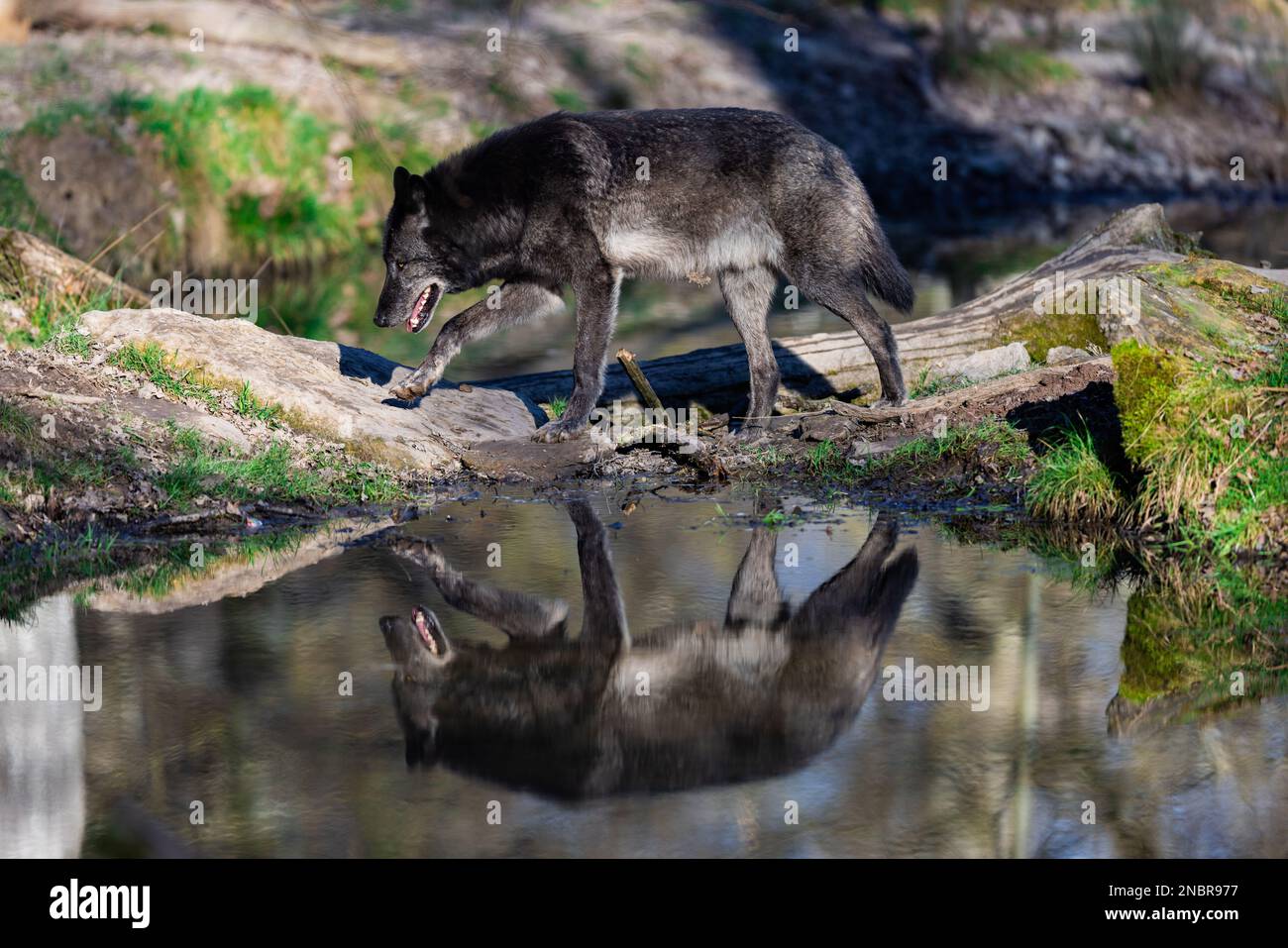Timberwolf canis lupus lycaon in snow hi-res stock photography and ...