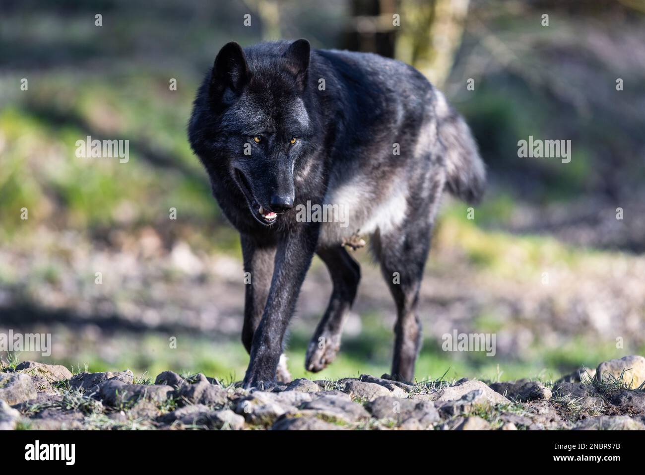 Timberwolf canis lupus lycaon in snow hi-res stock photography and ...