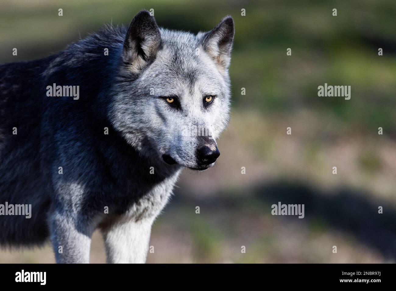 Timberwolf canis lupus lycaon in snow hi-res stock photography and ...