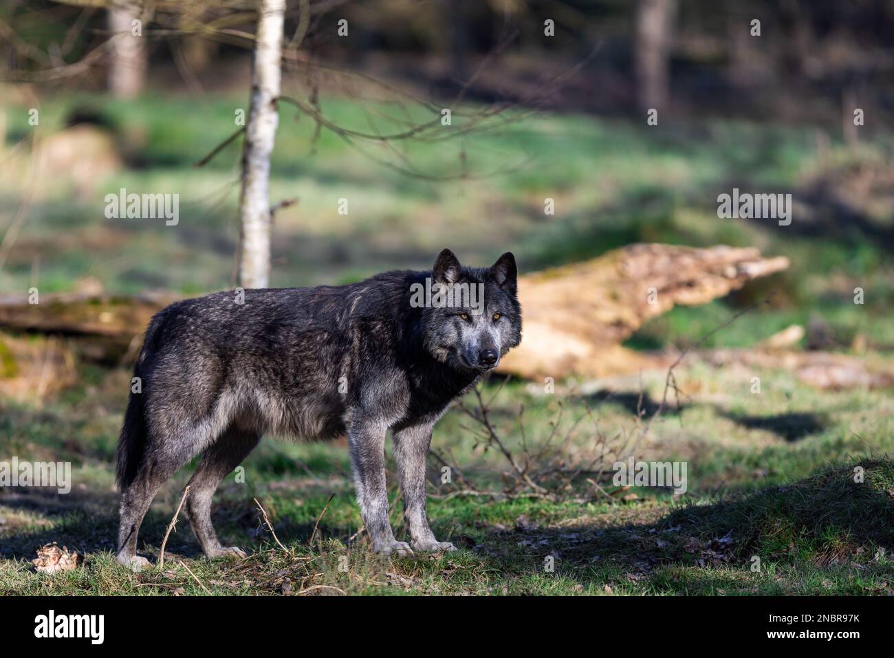 Timberwolf canis lupus lycaon in snow hi-res stock photography and ...