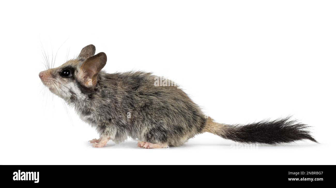 Scruffy Large eared dormouse aka Eliomys melanurus, standing side ways ...