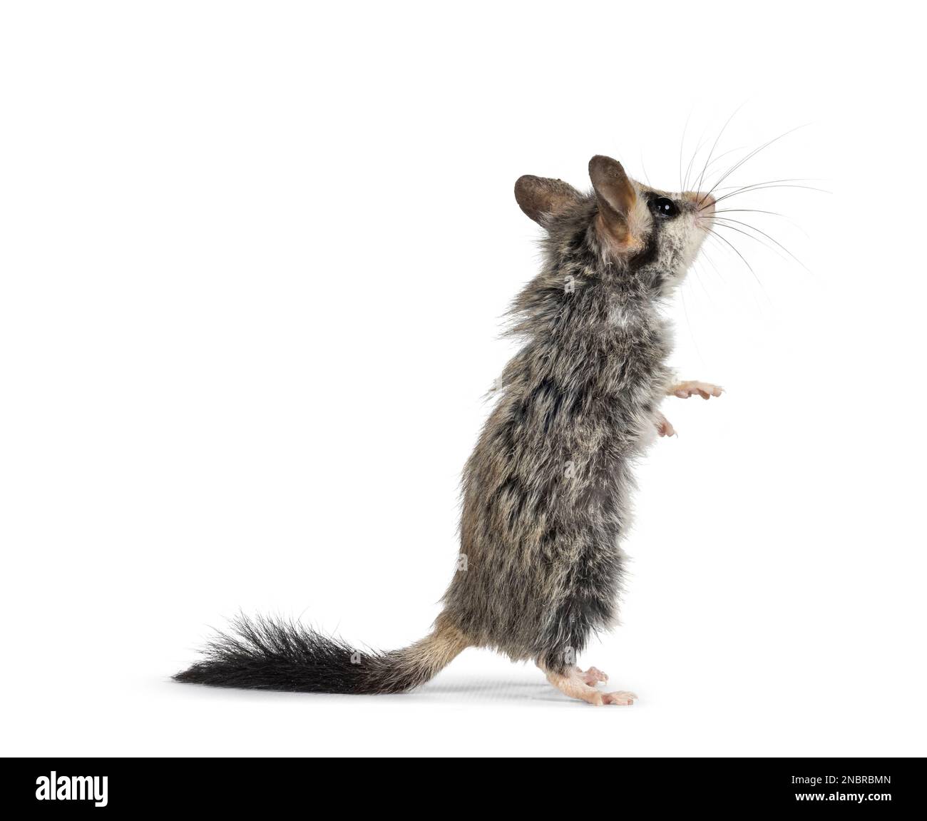 Scruffy Large eared dormouse aka Eliomys melanurus, standing on hind ...