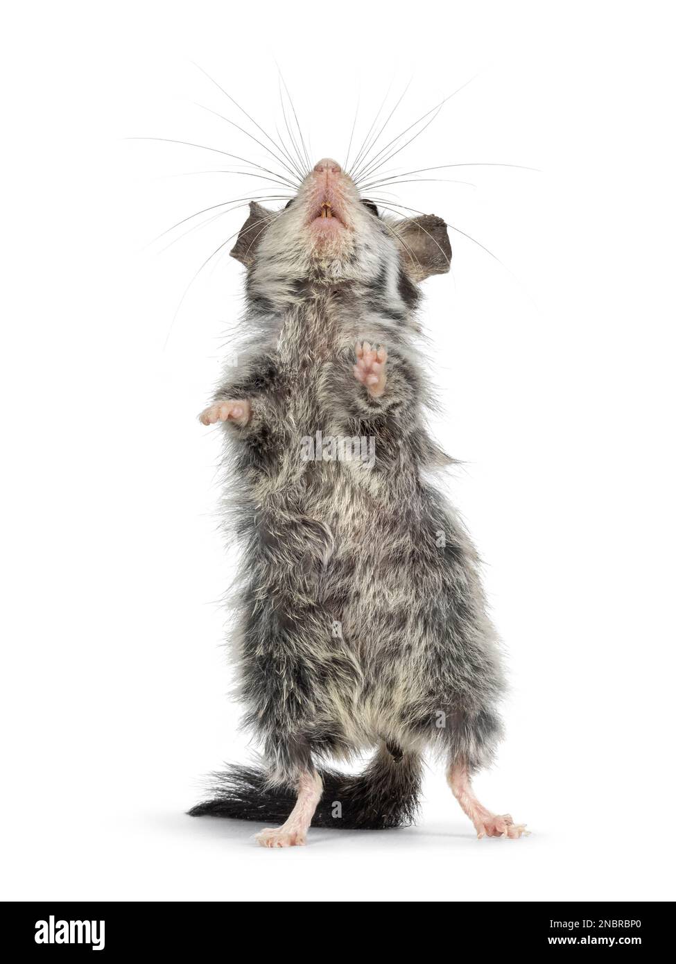 Mouse Standing On Hind Legs