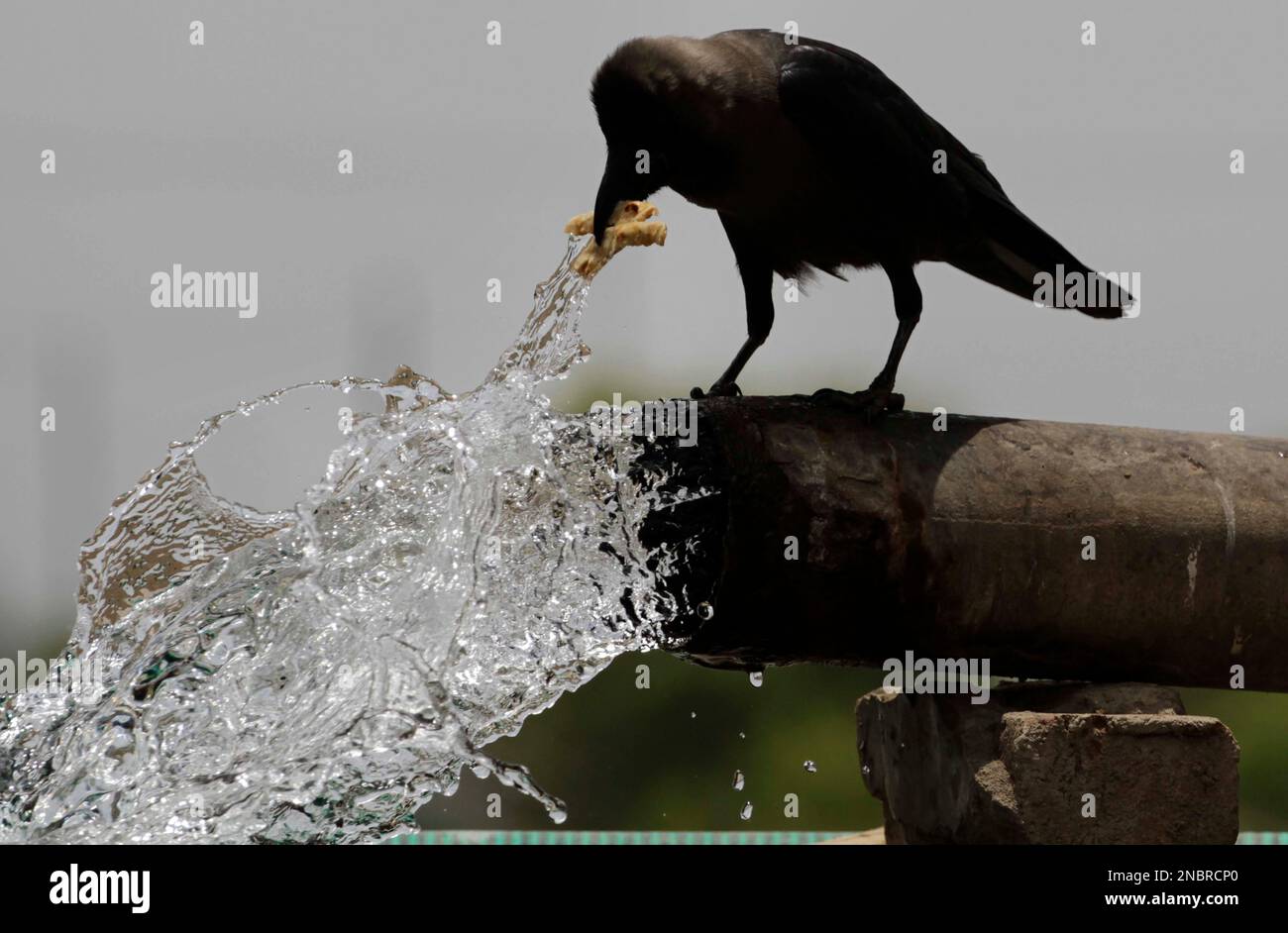 A crow wets a piece of roti, or wheat bread, in water flowing from a ...