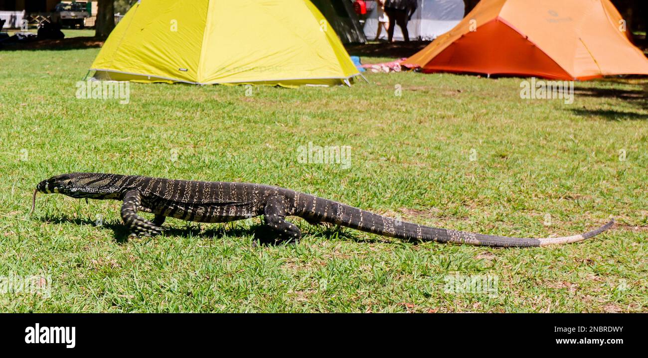 Goanna Strolling Through Campground Stock Photo - Alamy