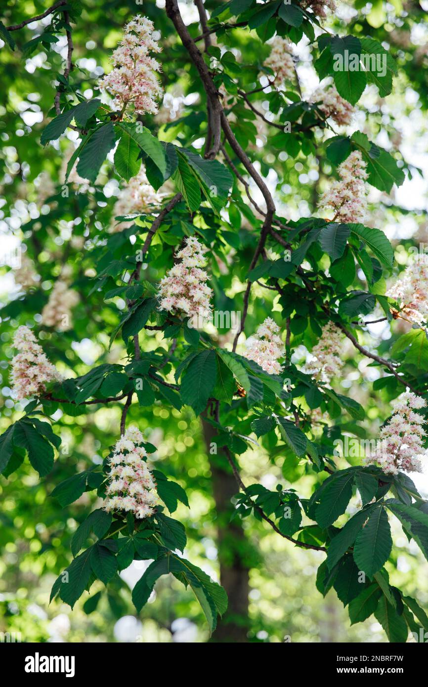 green chestnut tree candle flowers spring in the park on the street ...