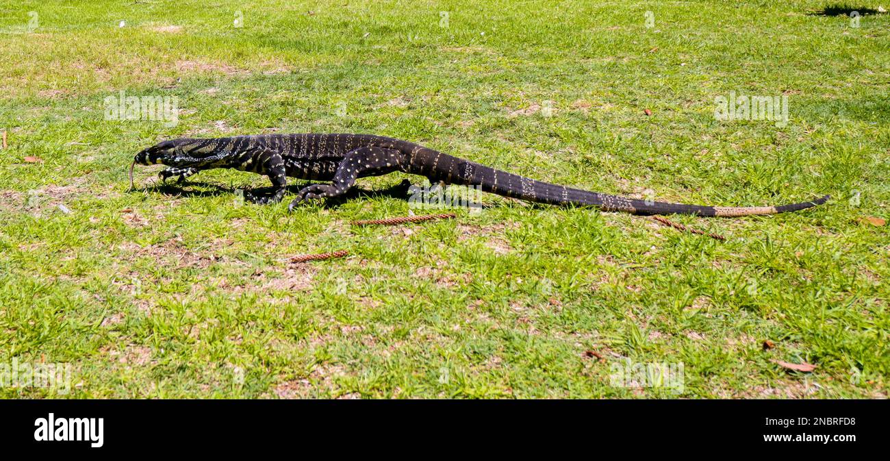 Goanna Strolling Through Campground Stock Photo - Alamy