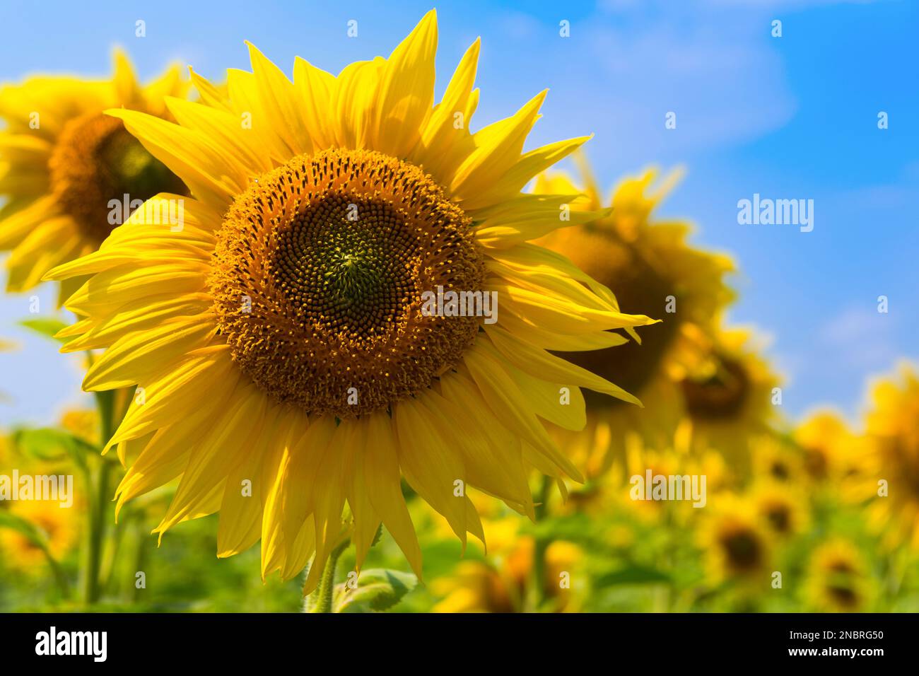 Yellow sunflower, field of sunflowers Stock Photo - Alamy