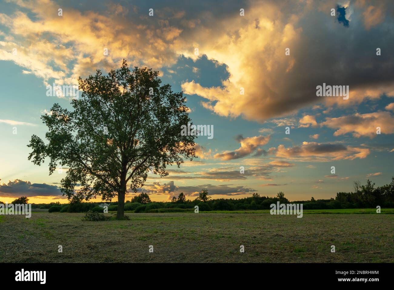 A large oak tree growing in a meadow and evening clouds highlighted by ...
