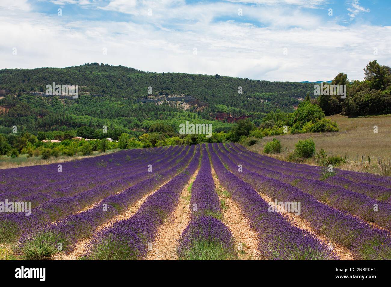 Lavender field in full bloom in Provence region, in France Stock Photo ...