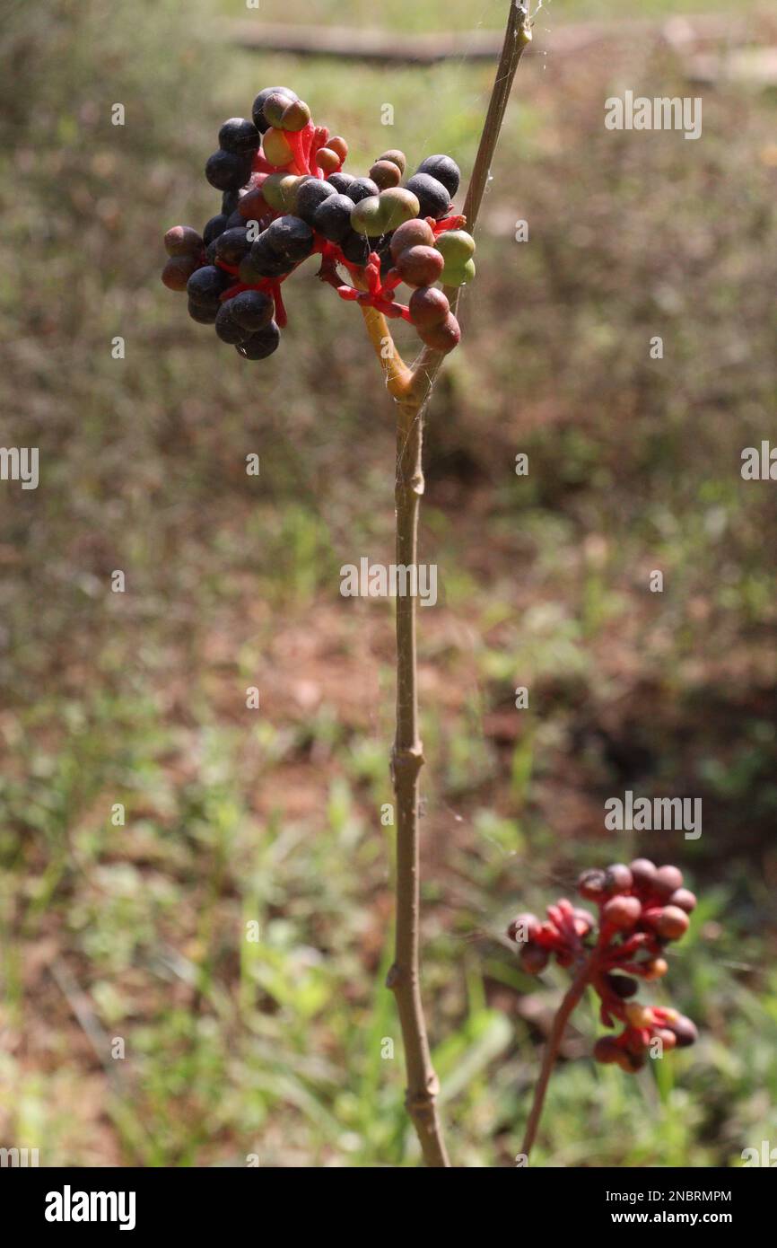Sarpagandha tree hi-res stock photography and images - Alamy