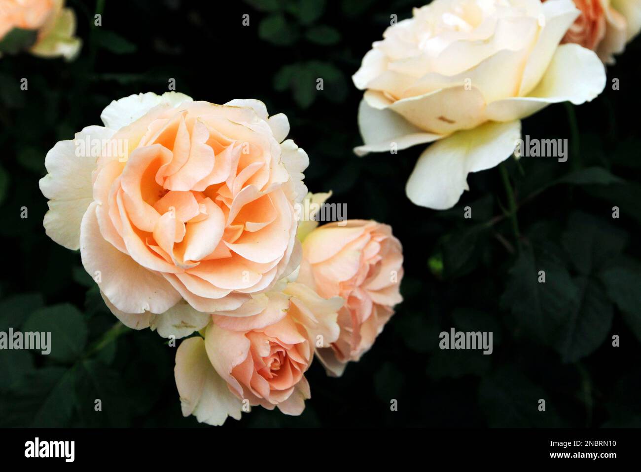 The Churchill Rose, a new flower, on display, ahead of the Chelsea ...