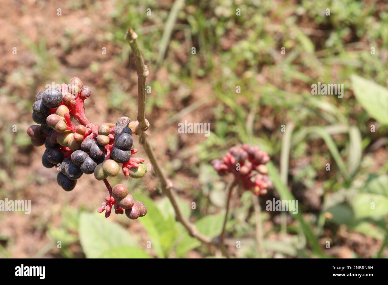 Sarpagandha fruit hi-res stock photography and images - Alamy