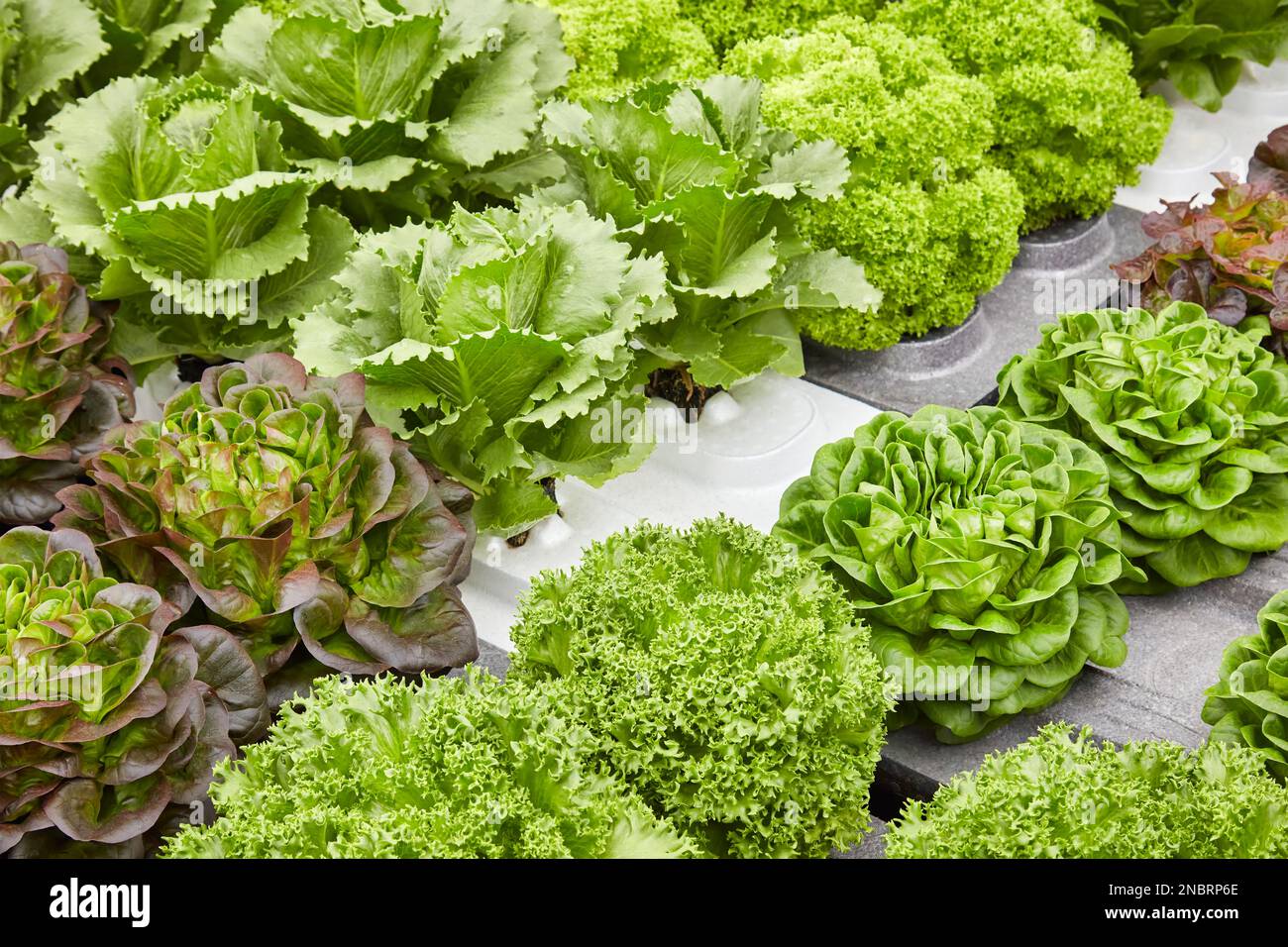 Growth of various crops of fresh green and red lettuce on polystyrene ...