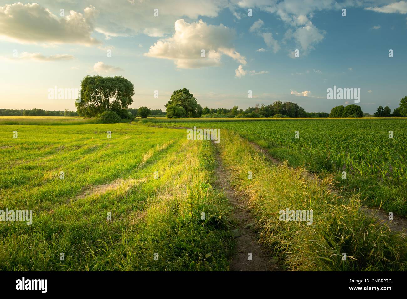 Dirt road through plain hi-res stock photography and images - Alamy