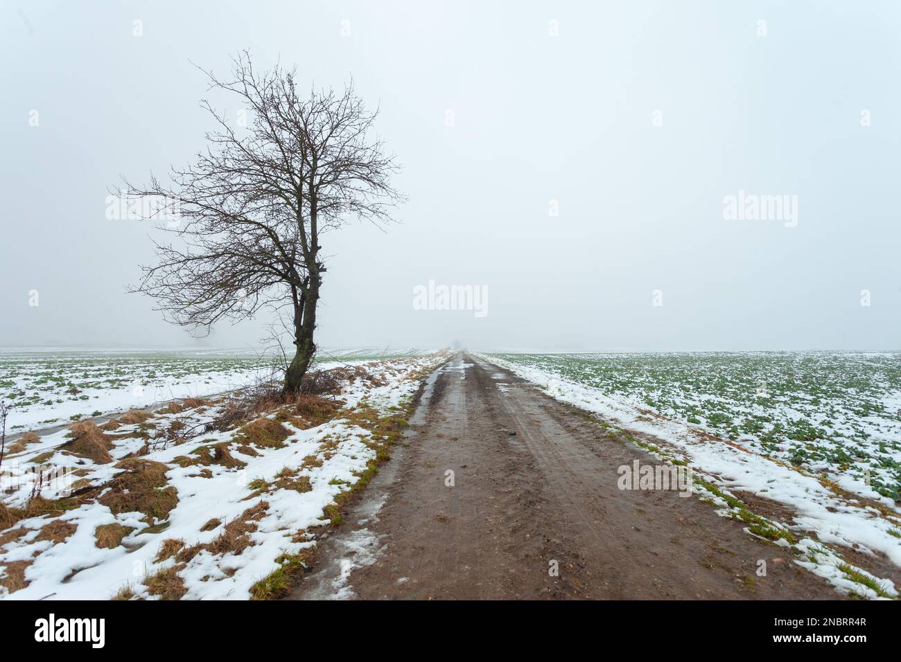 Idyllic landscape single tree hi-res stock photography and images - Alamy