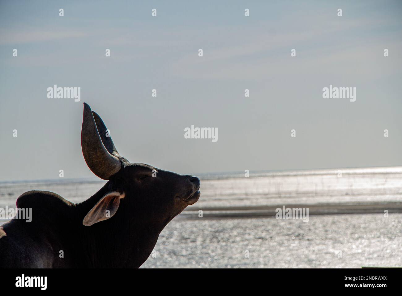 Koteshwar beach hi-res stock photography and images - Alamy