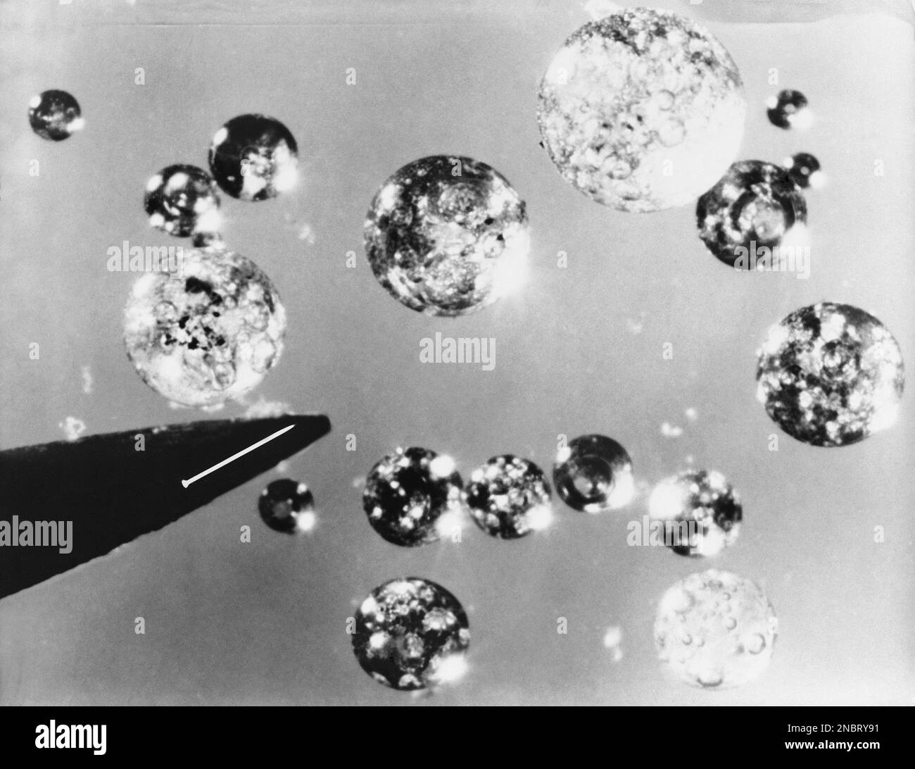 Radioactive glass beads, used in biological research, are see enlarged ...