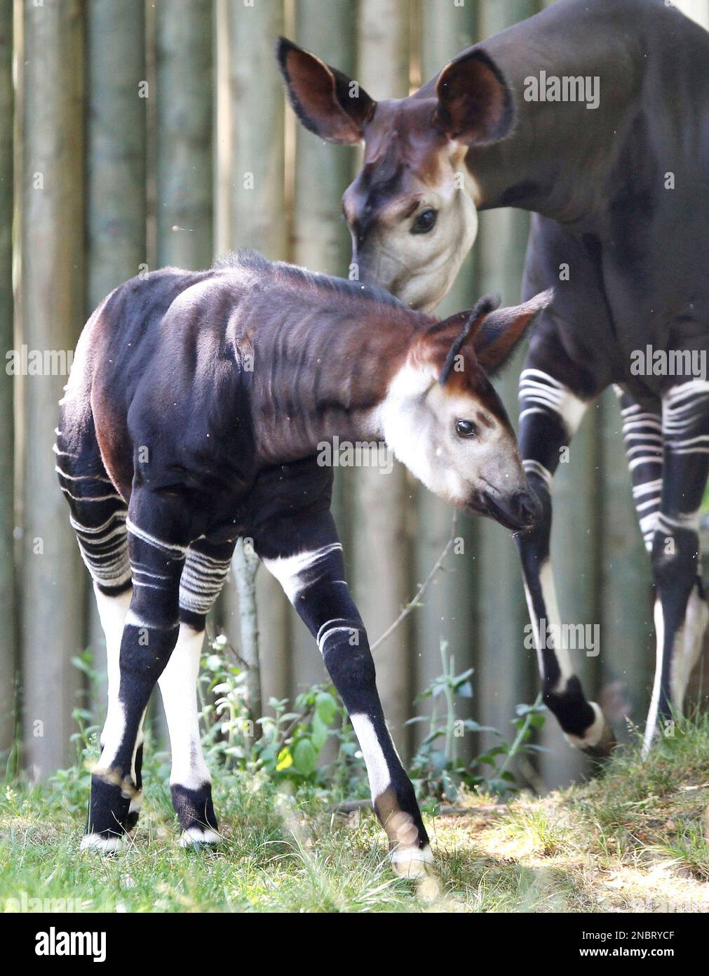 Three months old baby Okapi named Maiko stands next to its mother ...