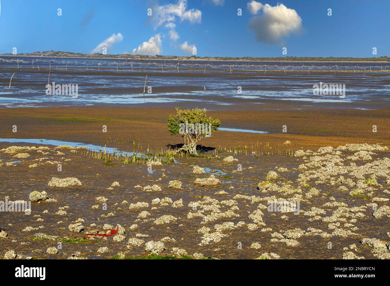 lone tree visible during low tide in kori creek with distant water and ...