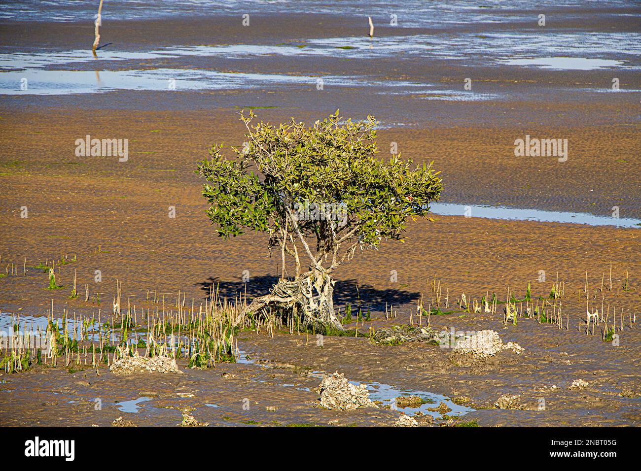 Visible at low tide hi-res stock photography and images - Alamy