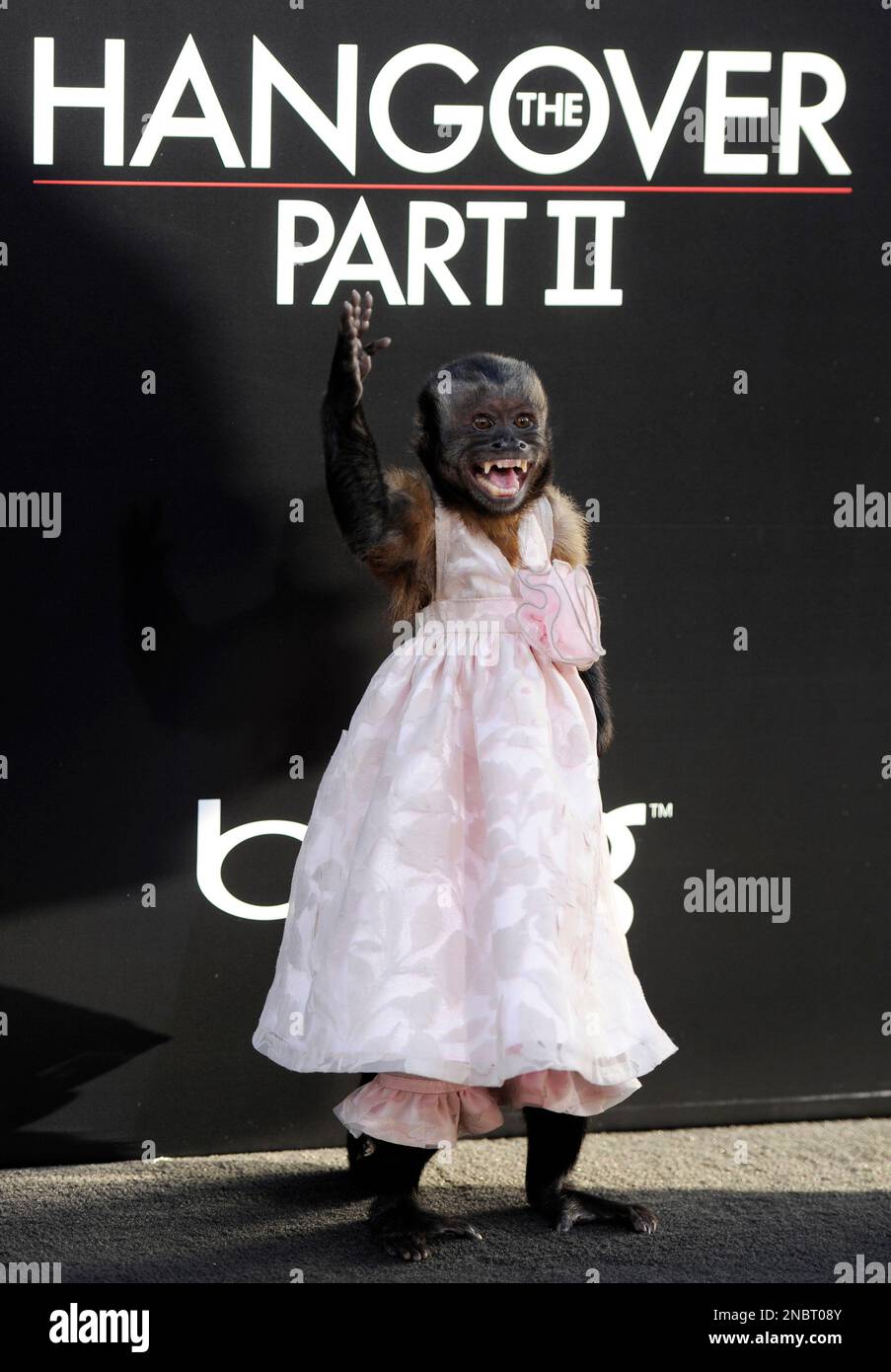 "Crystal the Monkey," a cast member in "The Hangover Part II," poses at ...