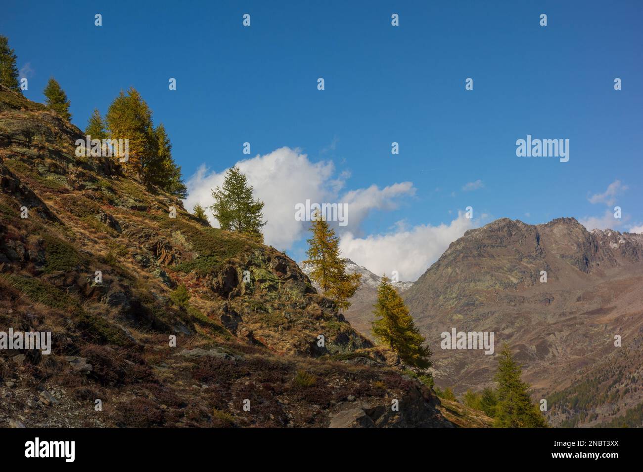 A view of a steep mountain covered in lush trees and shrubs in Swiss ...