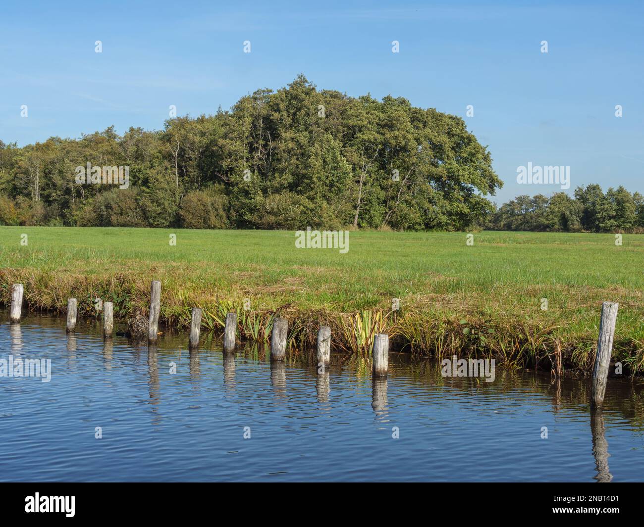 A tranquil lake scene featuring tall reeds growing in the water in the ...