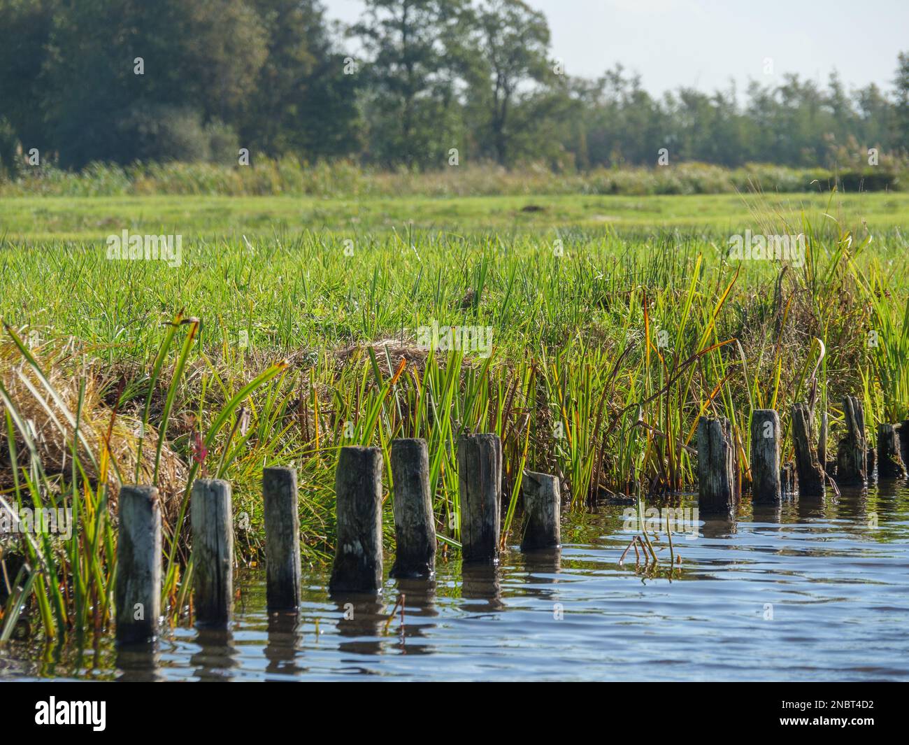 A tranquil lake scene featuring tall reeds growing in the water in the ...