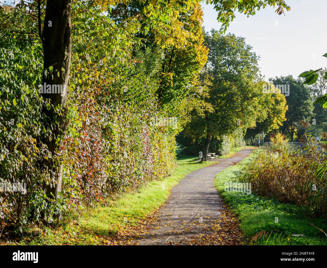 A winding path in a serene wooded area in Borken, Germany Stock Photo ...