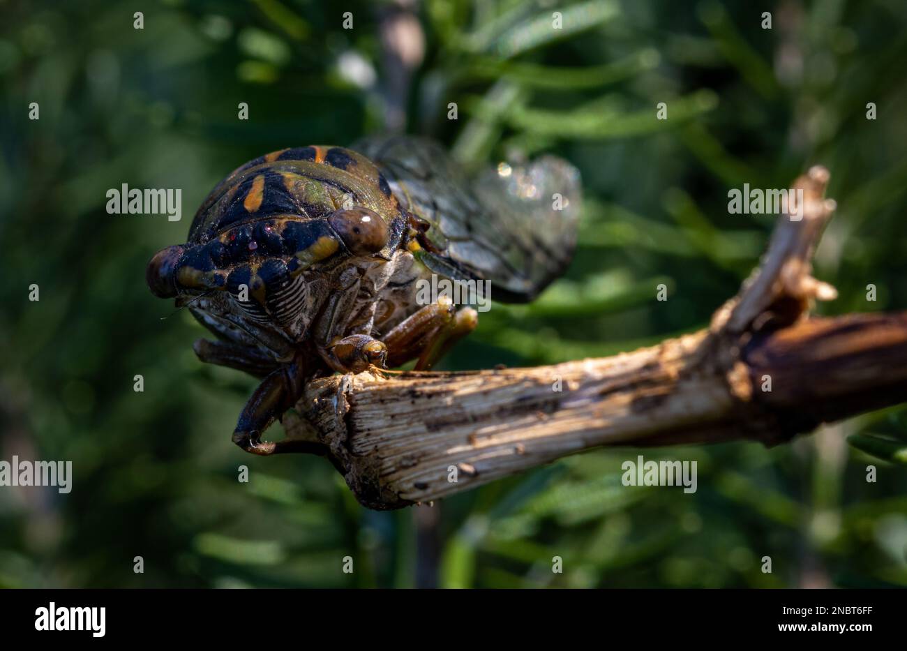 cicada on tree sunny branch Stock Photo - Alamy