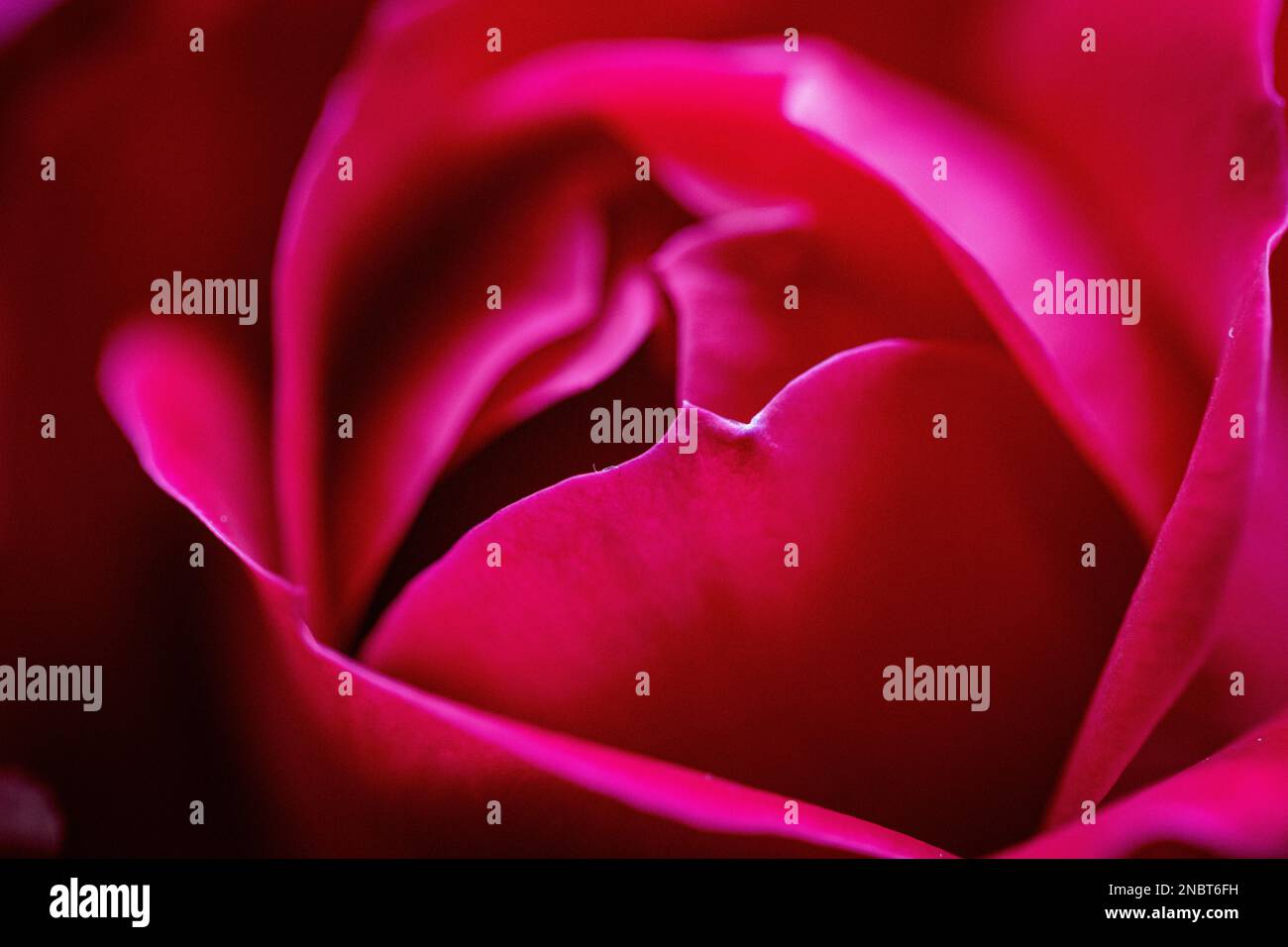 Soft petal folds hi-res stock photography and images - Alamy