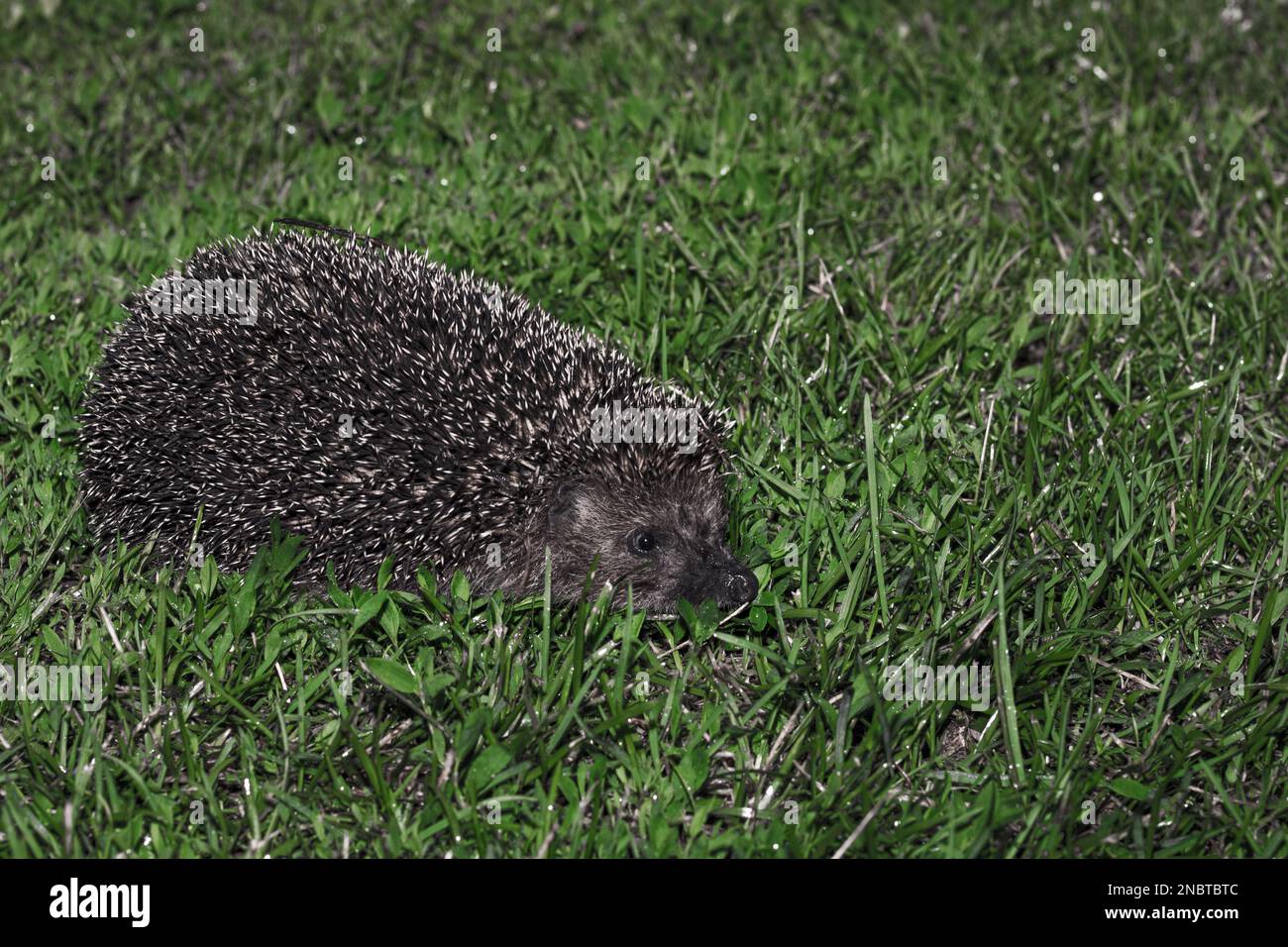 Hedgehog, wild animal with cute nose close up. Native European adult ...