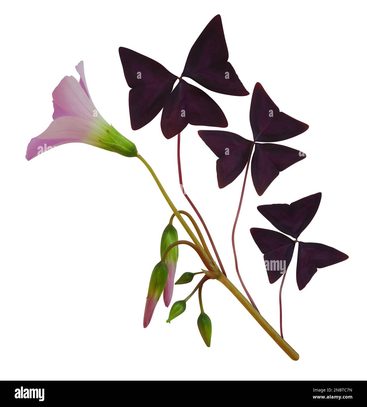 Oxalis triangularis Mijke - Purple Butterfly Plant isolated on white ...