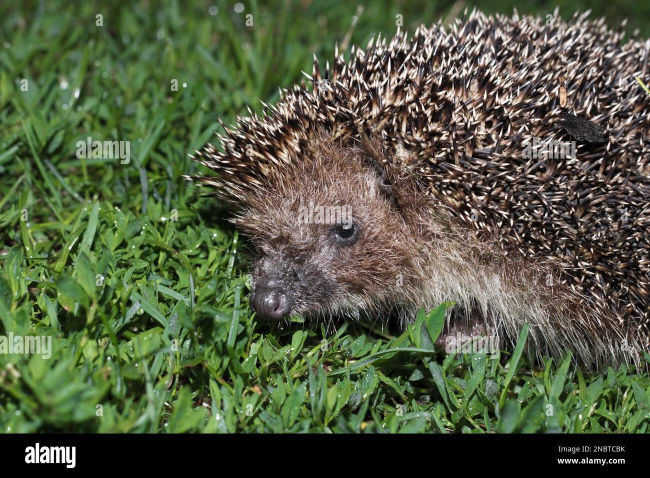 Hedgehog, wild animal with cute nose close up. Native European adult ...